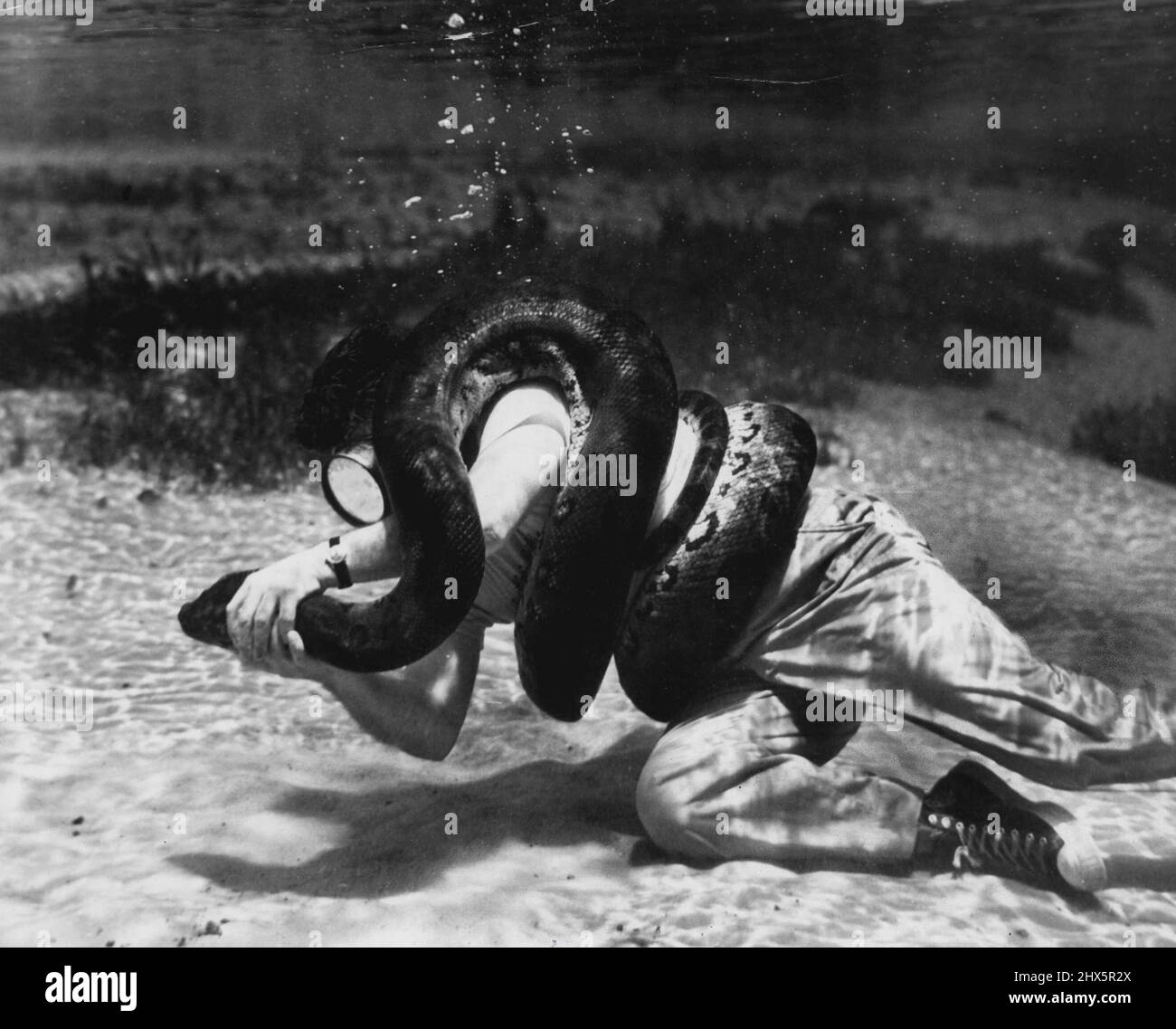 that has no male species; the fighting anaconda (right). May 23, 1955 ...