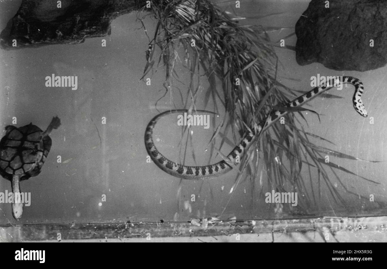 Snakes and lizards hi-res stock photography and images - Alamy