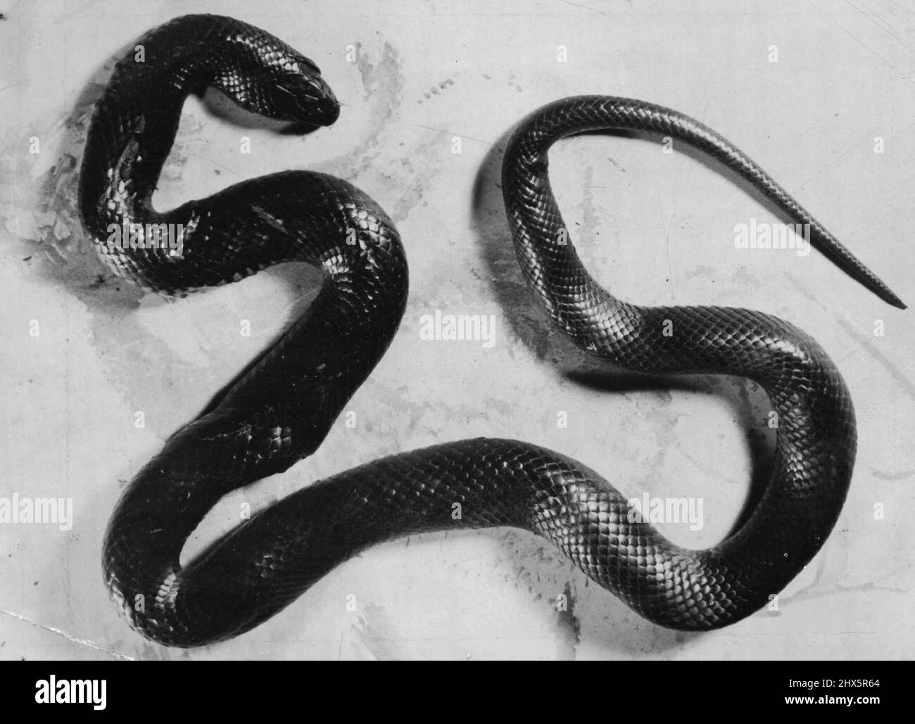 Taipan Black and White Stock Photos & Images - Alamy