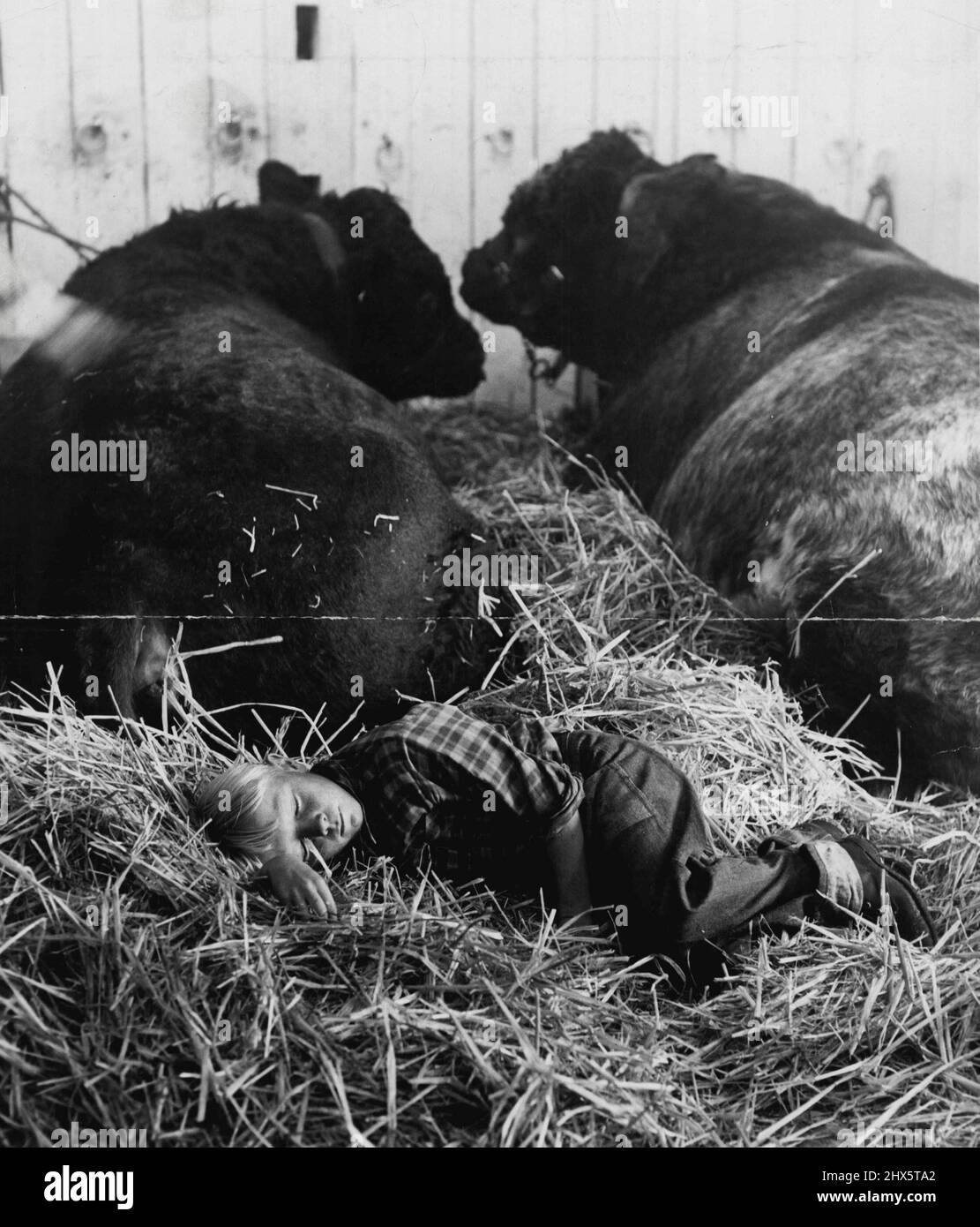 Sleeping, haystack. April 07, 1954. (Photo by Saturday Magazine Stock ...