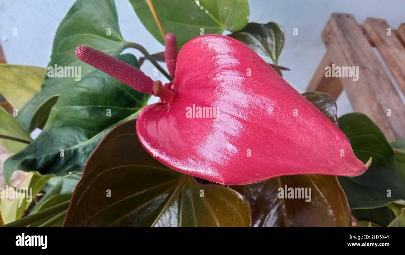 Blooming anthurium andraeanum, or commonly known as flamingo flower ...