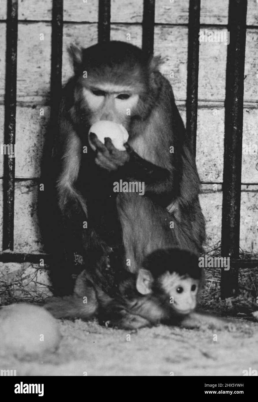 Circus Twins are a circus. November 30, 1953.;Circus Twins are a circus ...