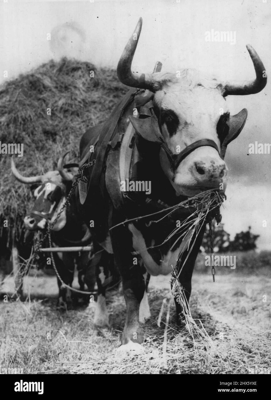 Haymaking With Oxen -- A close-up showing the strength and ***** of a ...