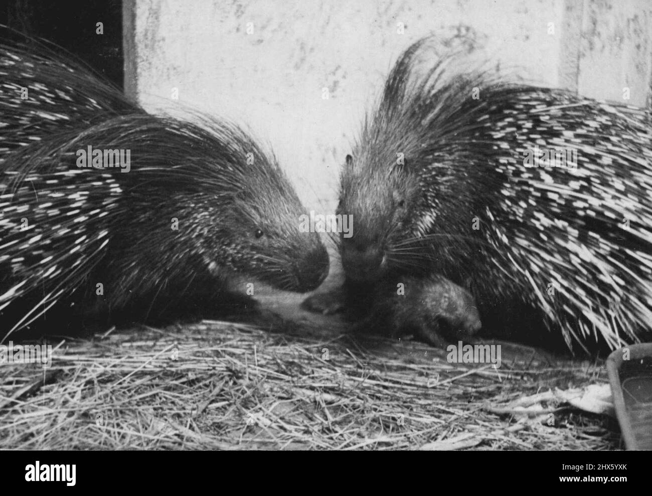 Family Group - These porcupines at the Glasgow Zoo are proud of their ...