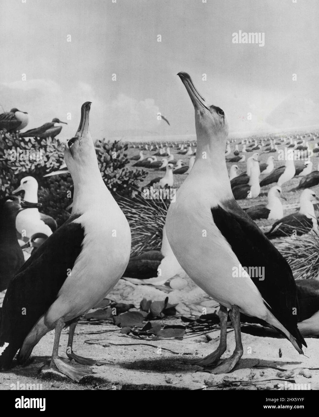 Album Of Natural History (Fifth Of Ten) -- Stuffed Laysan Albatrosses ...