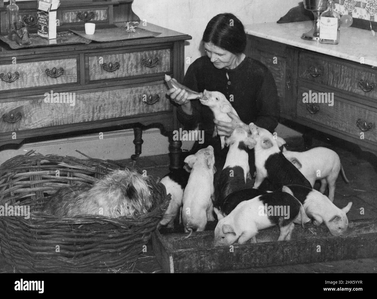 The Little Piglets -- It's supper time in the front parlour at Mrs ...