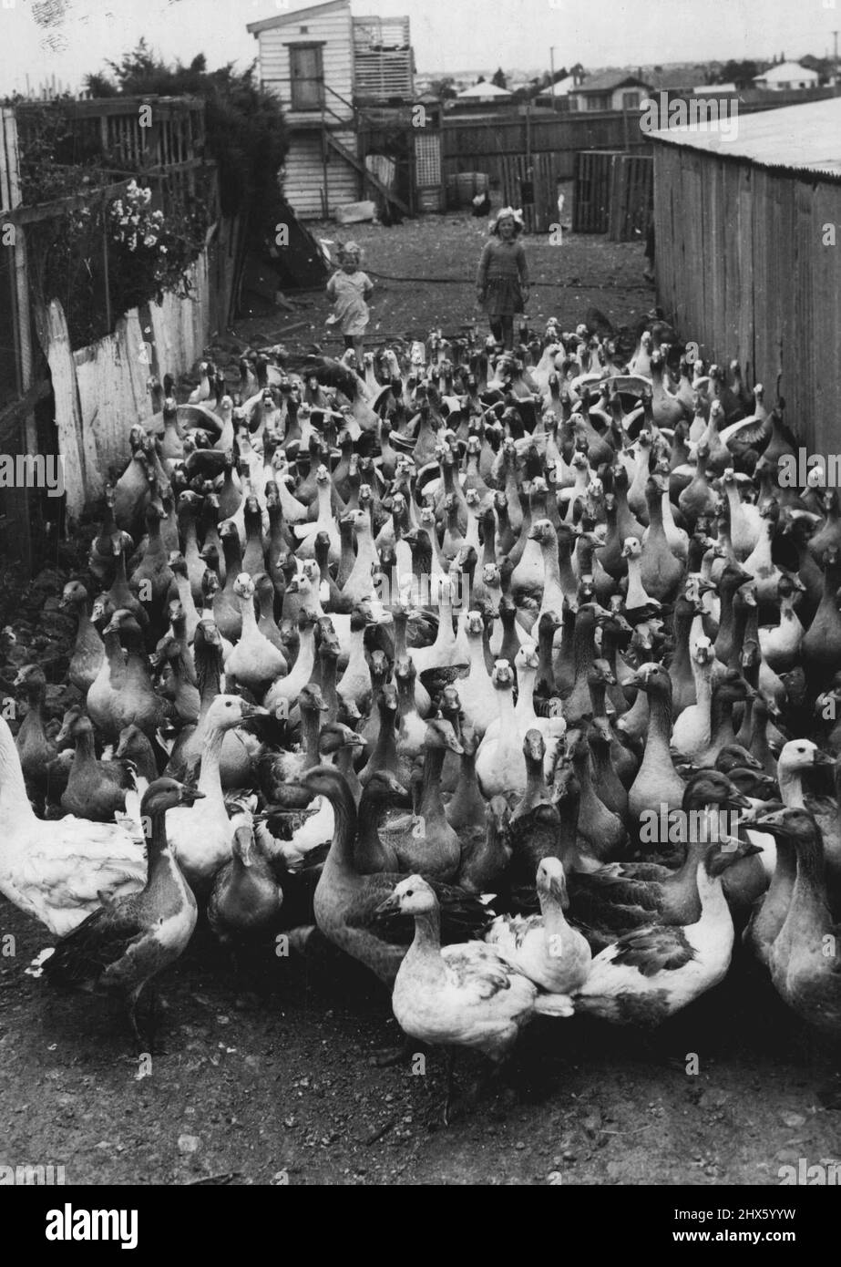 The Two little Goose Maids - Twenty-Five Days to Christmas Day, and ...