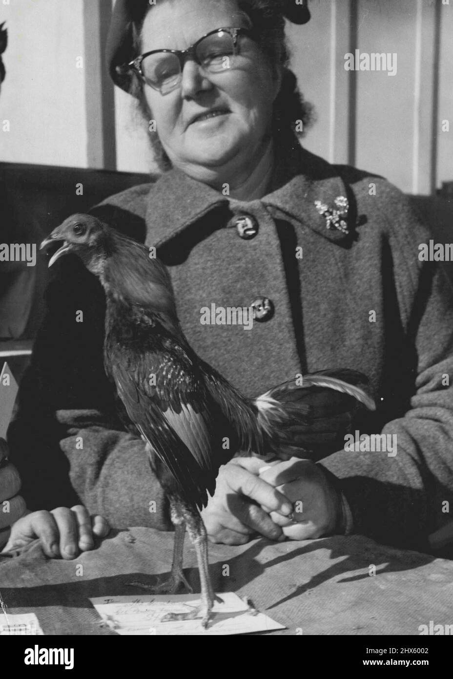 Modern game bantam hi-res stock photography and images - Alamy