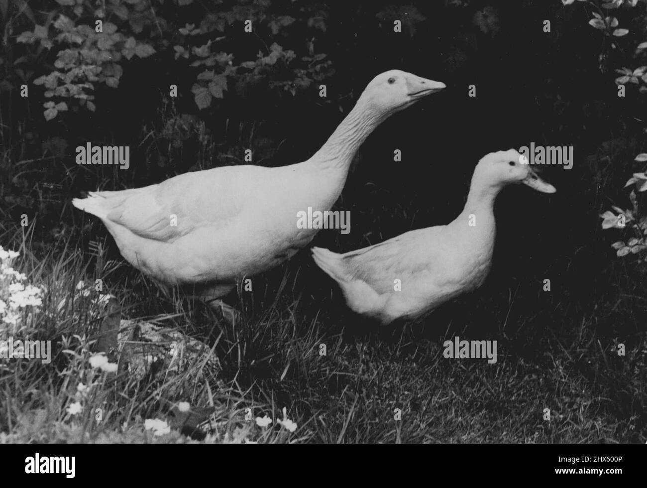 Hen enter Black and White Stock Photos & Images - Alamy