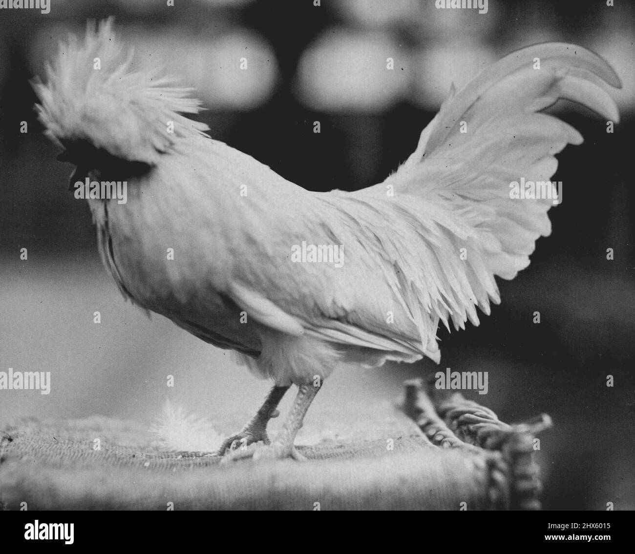 Poultry - General Animals - (See Also Greg Johns). November 18, 1930 ...