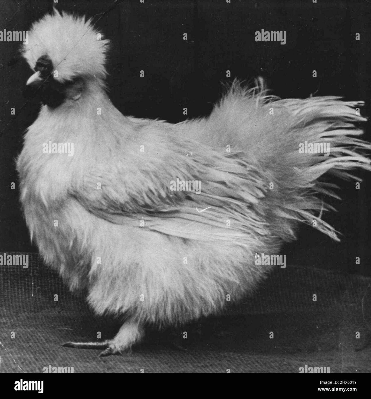 White silkie hen Black and White Stock Photos & Images - Alamy