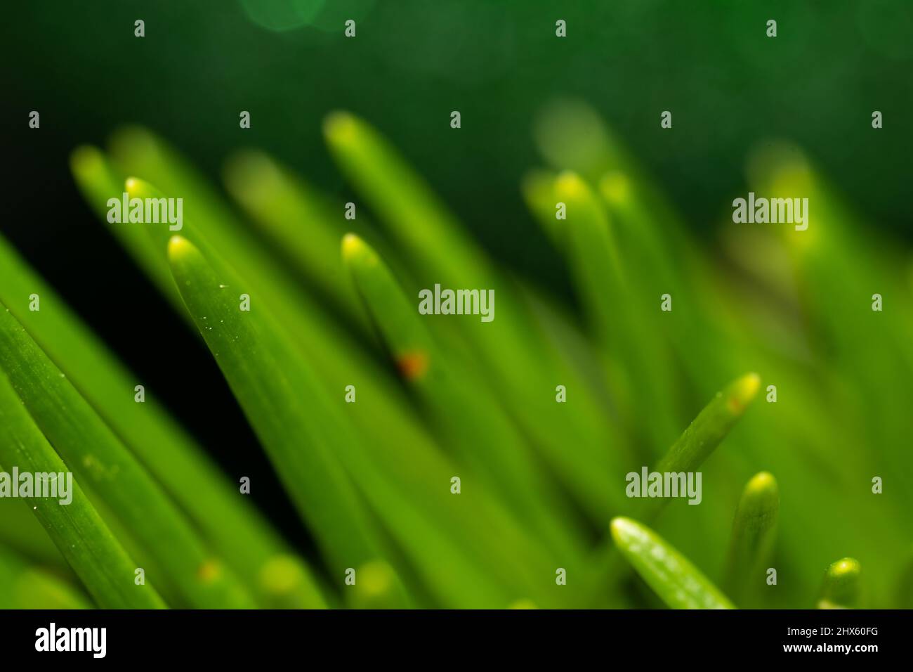 Extreme close up needles hi-res stock photography and images - Alamy