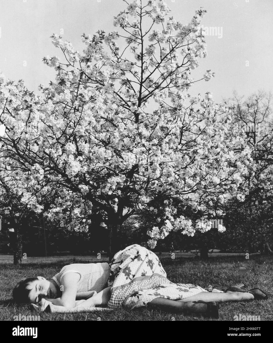 Heavy scented flower hi-res stock photography and images - Alamy