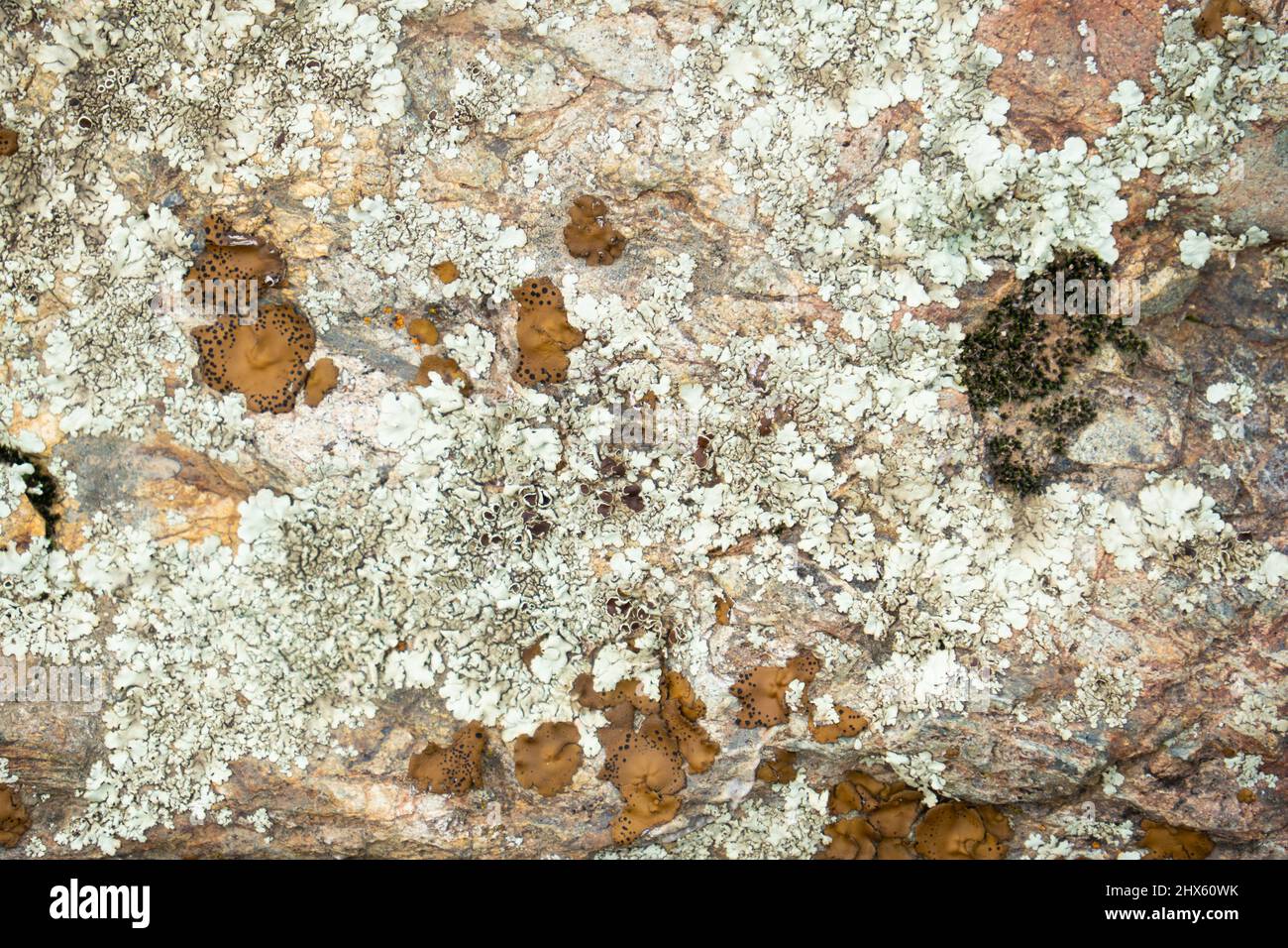 Fungus growing on rocks hi-res stock photography and images - Alamy