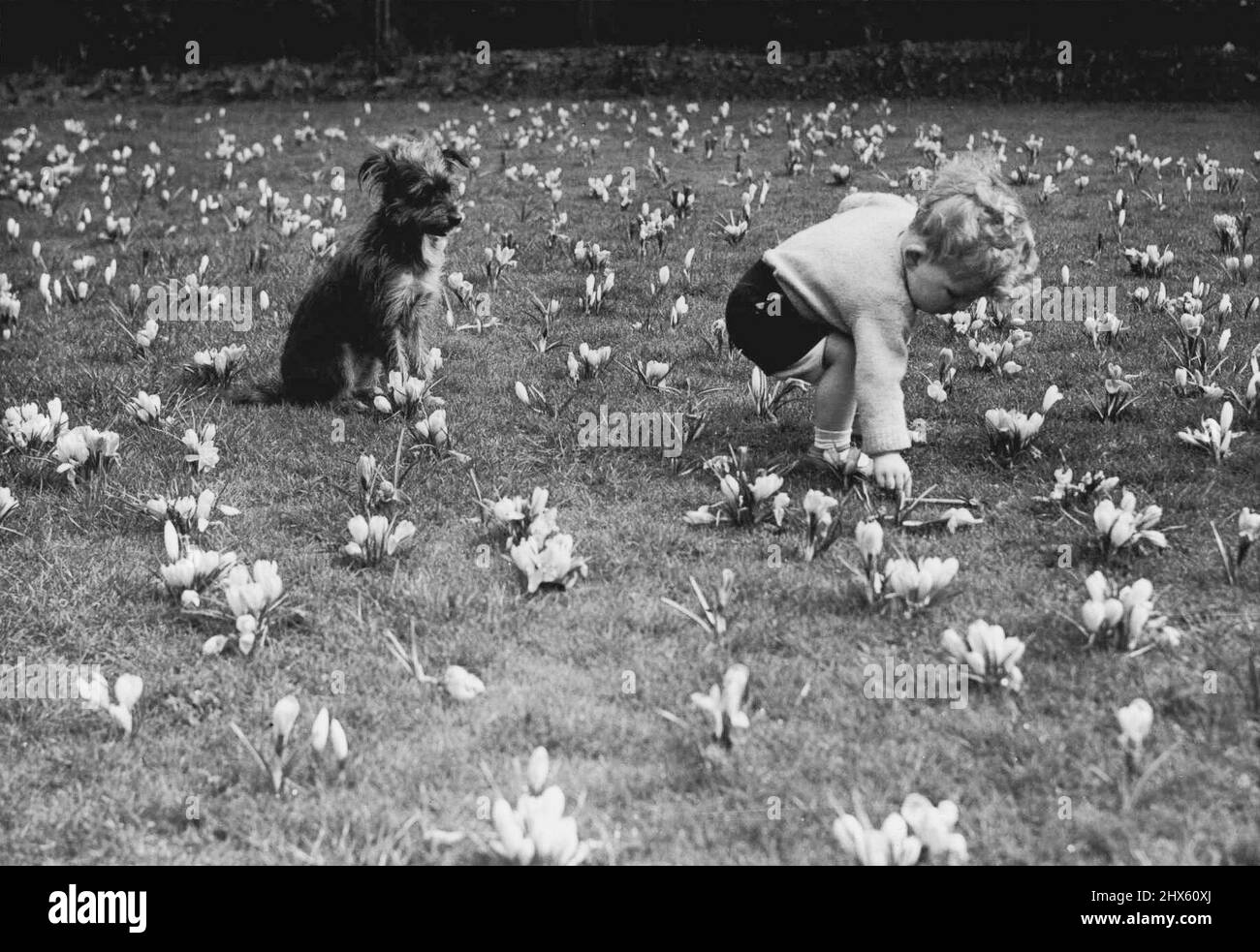 Charming white flowers bloom Black and White Stock Photos & Images - Alamy