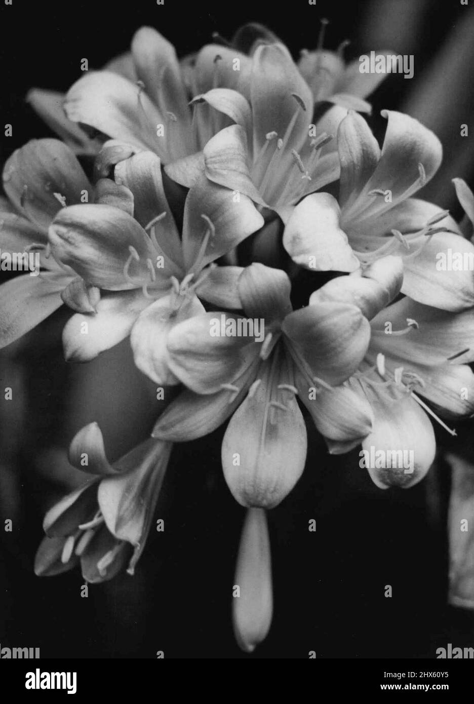 Clivia in flower Black and White Stock Photos & Images - Alamy