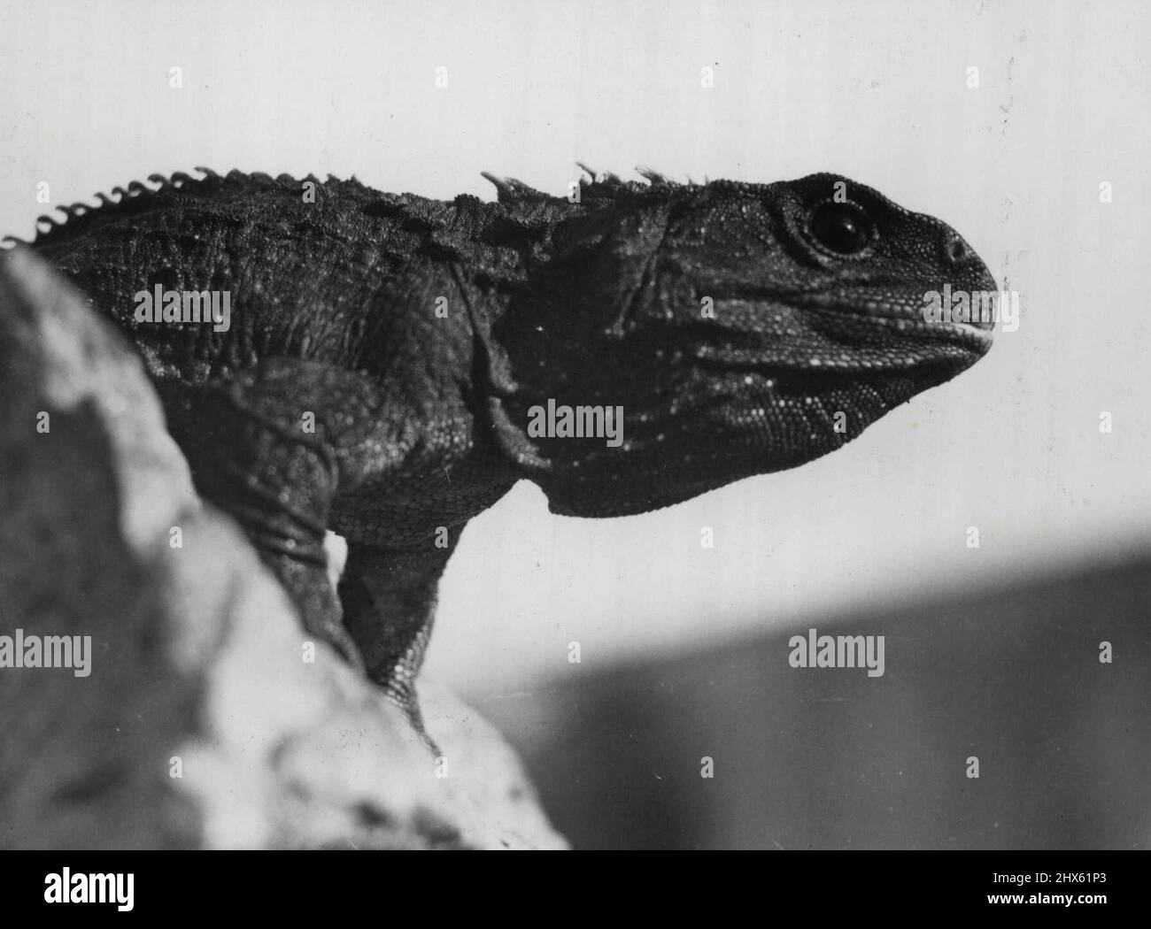 Tuatara bay hi-res stock photography and images - Alamy