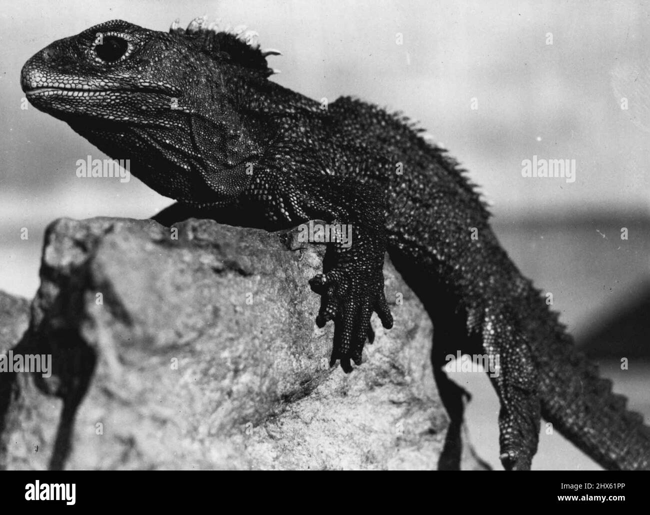 North island cook strait Black and White Stock Photos & Images - Alamy