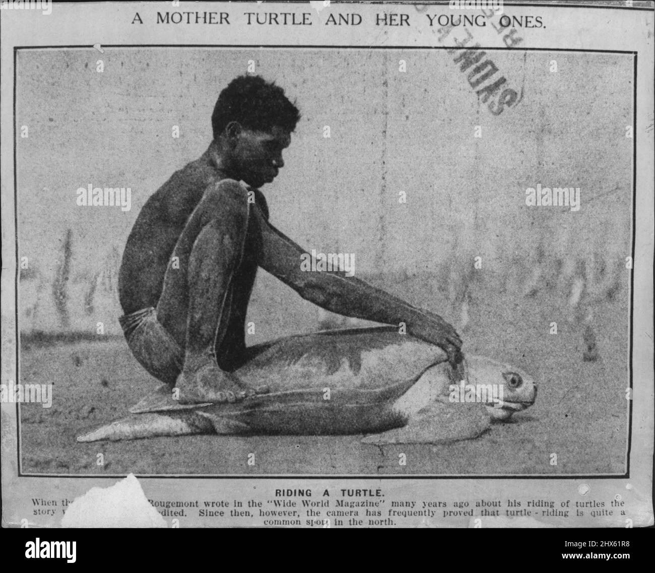 A Mother Turtle and her Young ones. Riding A Turtle -- ***** Rougemont ...