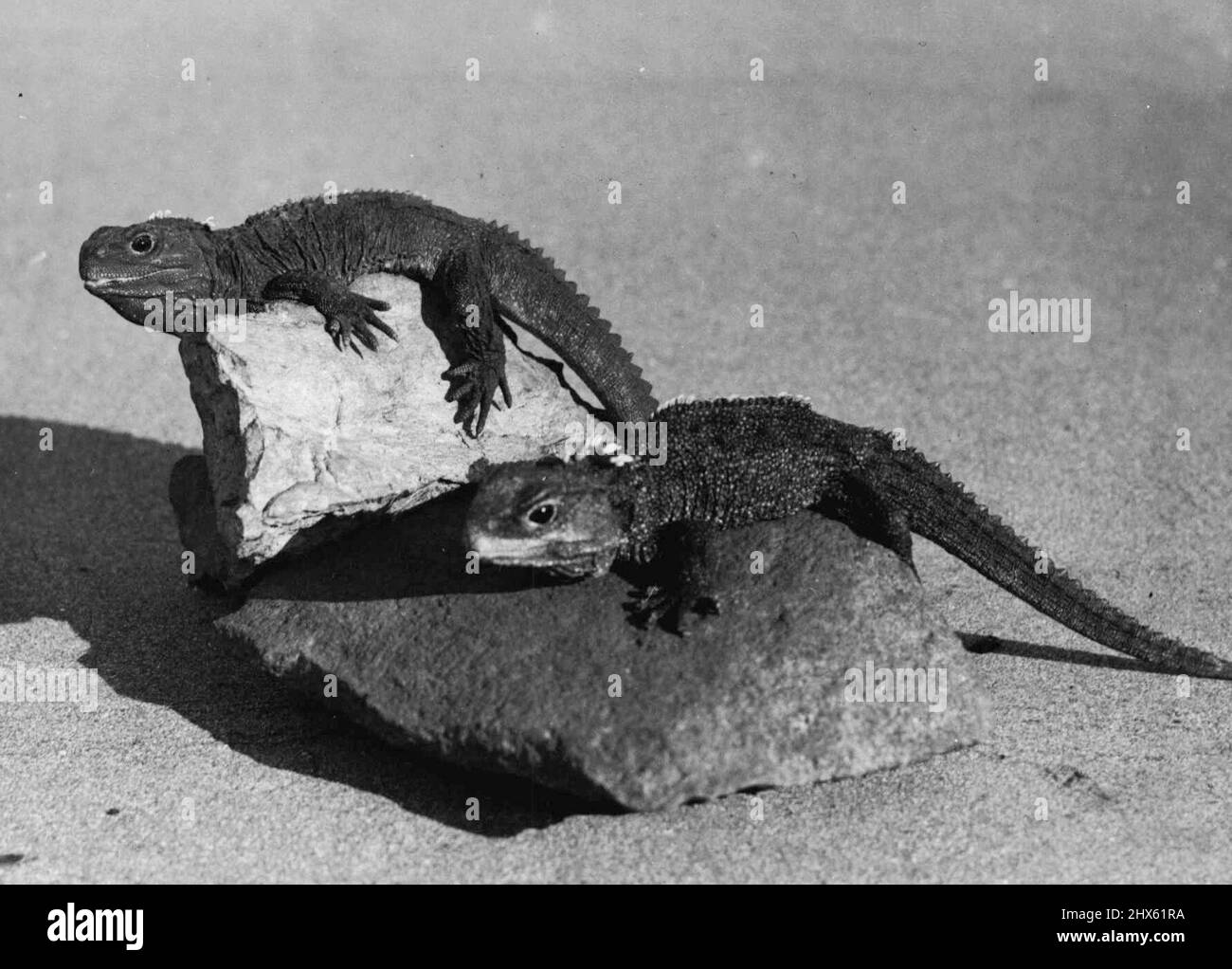 Tuatara ***** A reptile of up to 2 feet in length which still ***** on ...