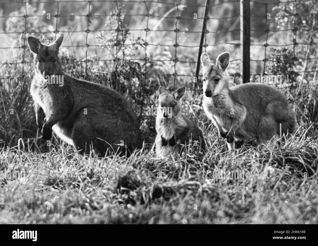 First Pictures of the New Whipsnade Wallaroo -- A charming study of the ...