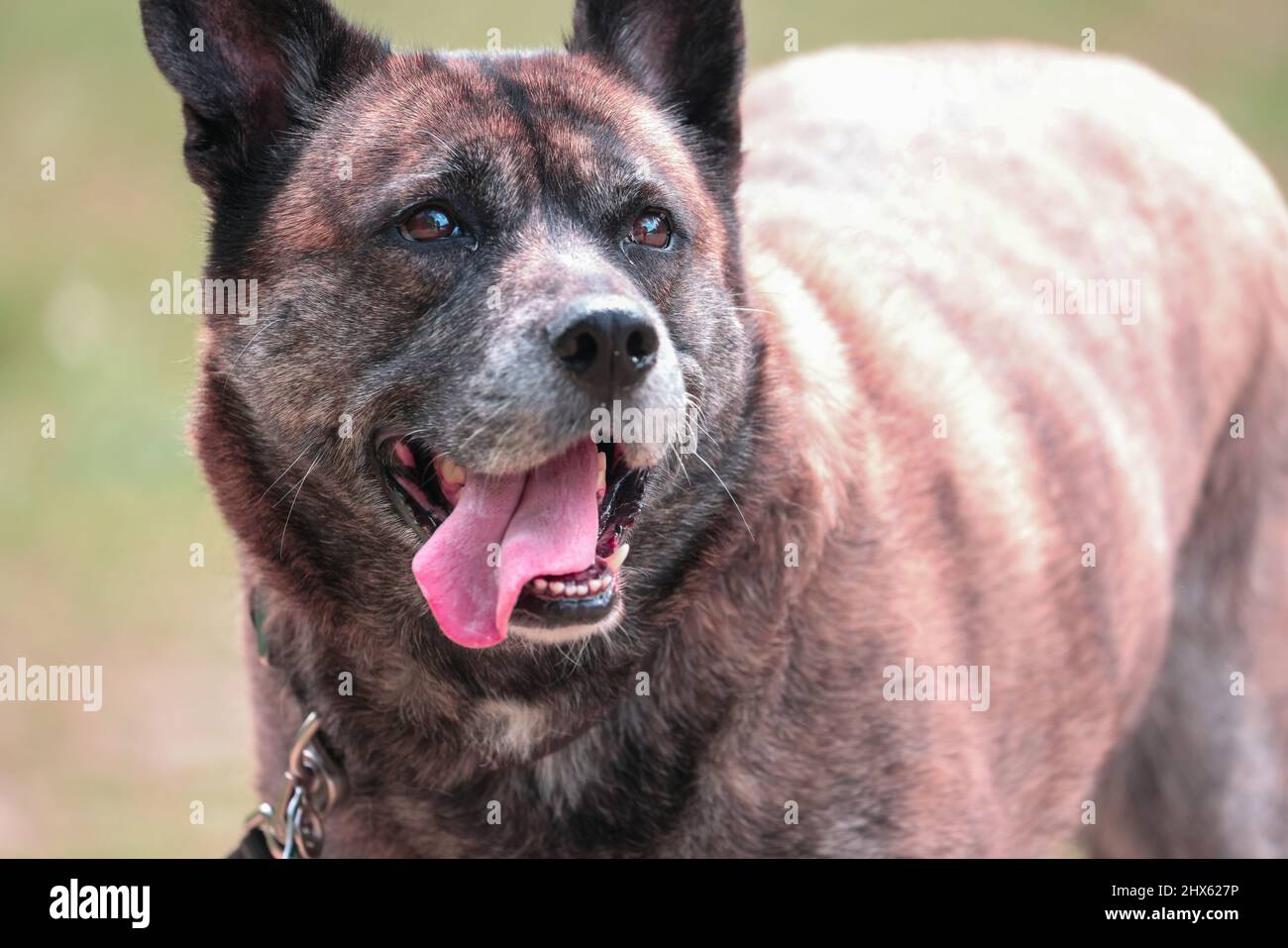 Large fluffy brown dog smiling on bright day Stock Photo - Alamy