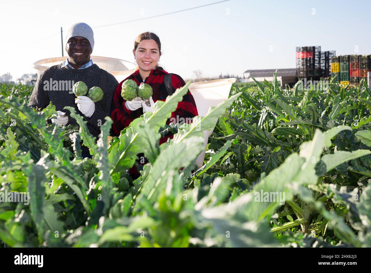 Portrait of two positive farmers with artichokes Stock Photo - Alamy
