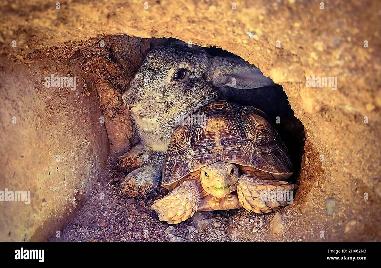 Rabbit and cute turtle friends together in the desert cave, hiding from ...