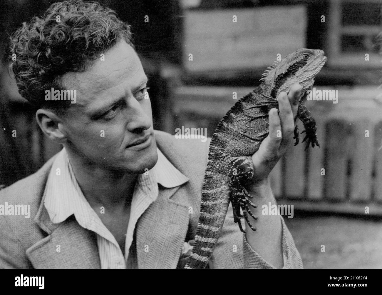 From Arnhem Land. A water dragon brought back from Arnhem Land by ...