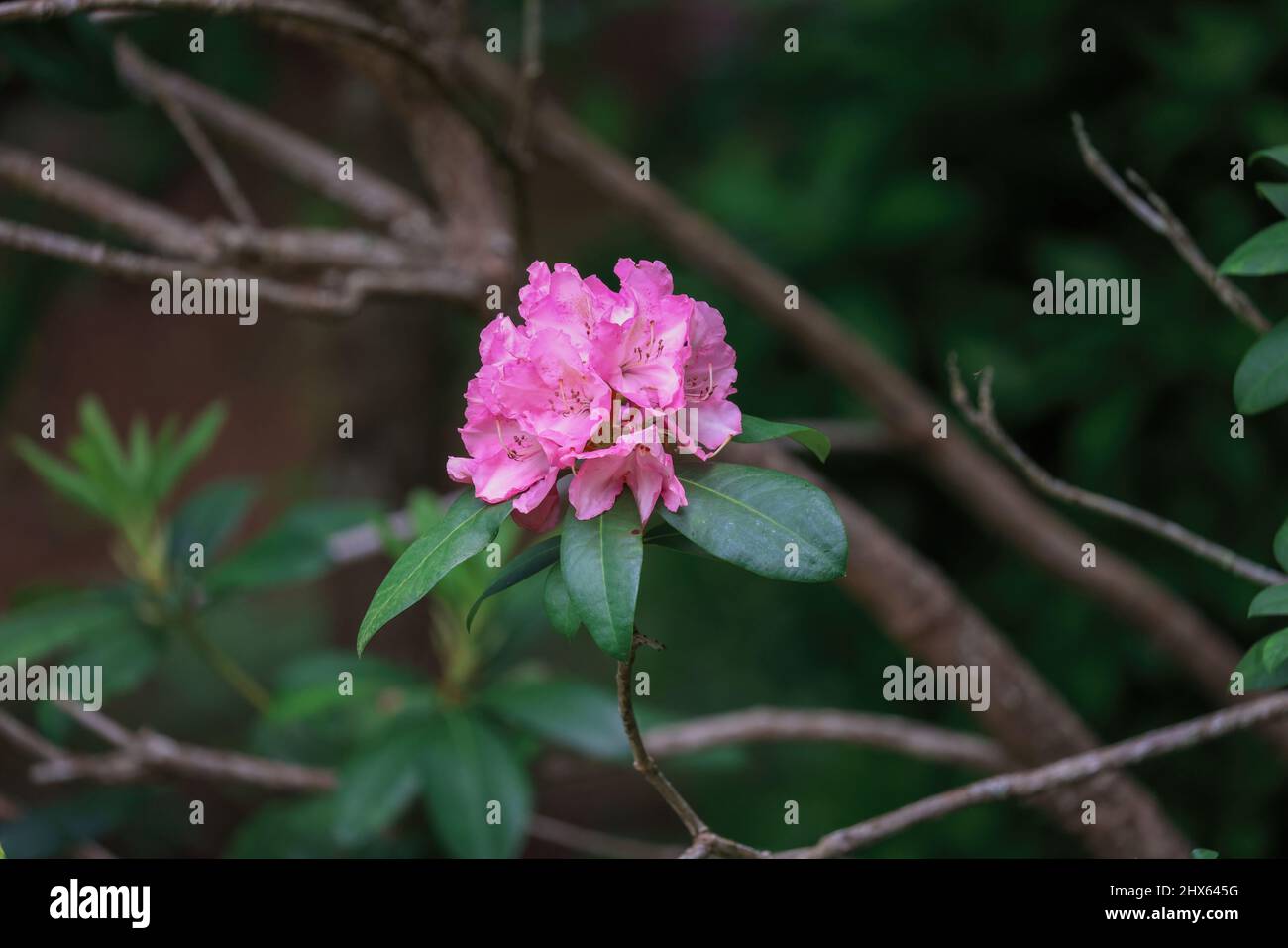 bright pink rhododendron flowers in late spring Stock Photo - Alamy