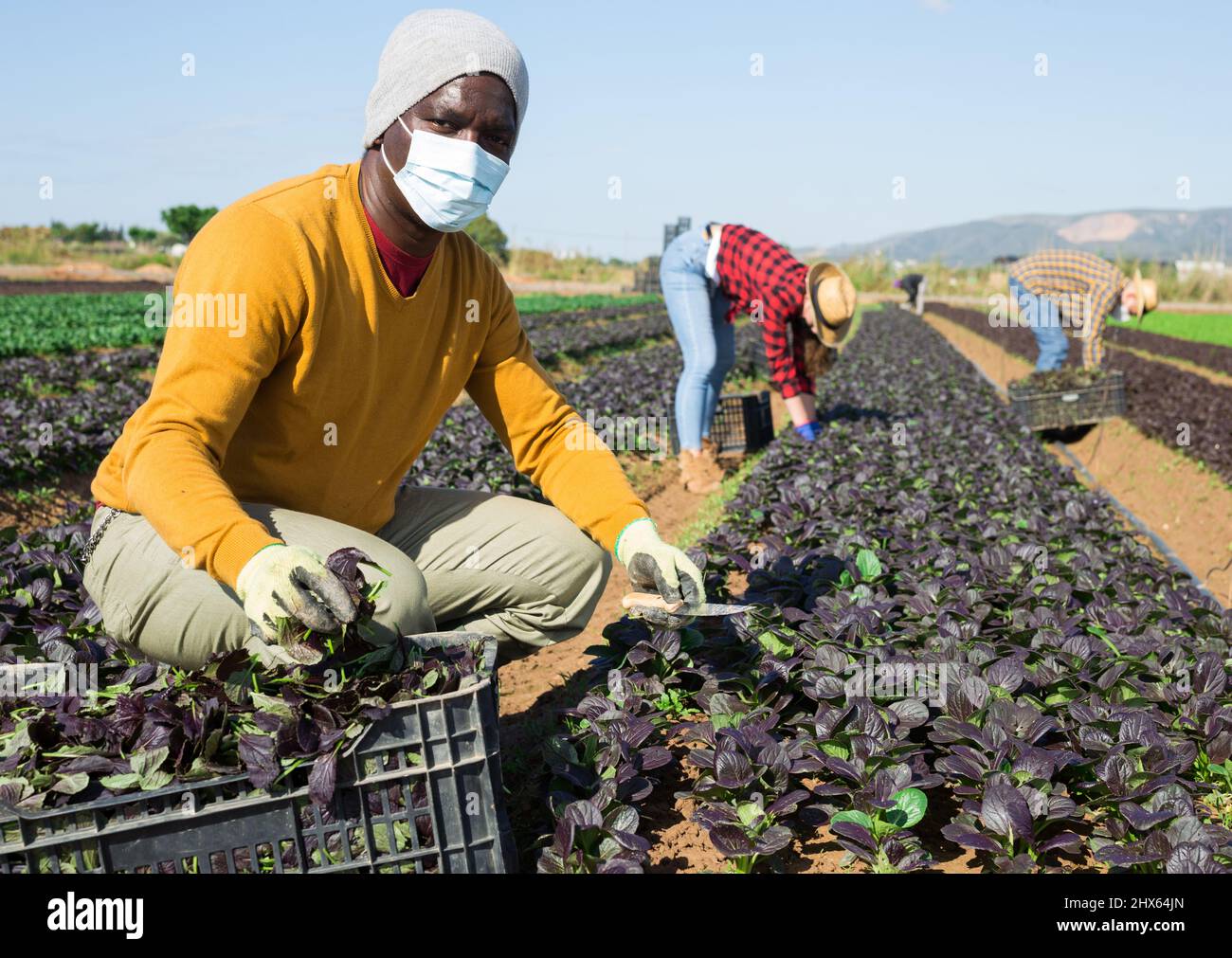 African mask leaf hi-res stock photography and images - Alamy