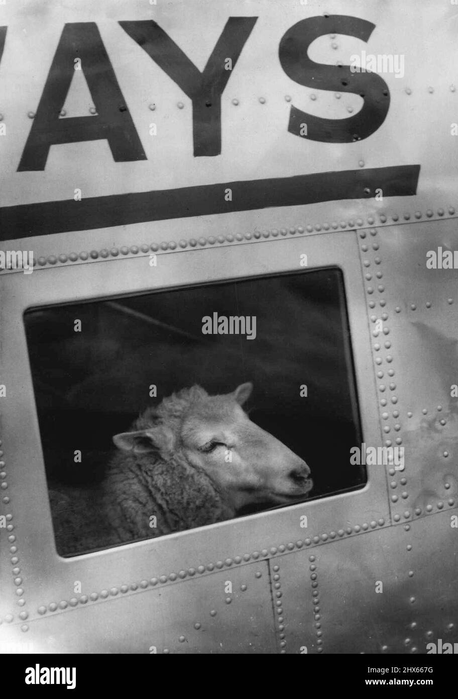 206A - Air Freight & Cargo Planes. December 4, 1952. A sheep looking ...