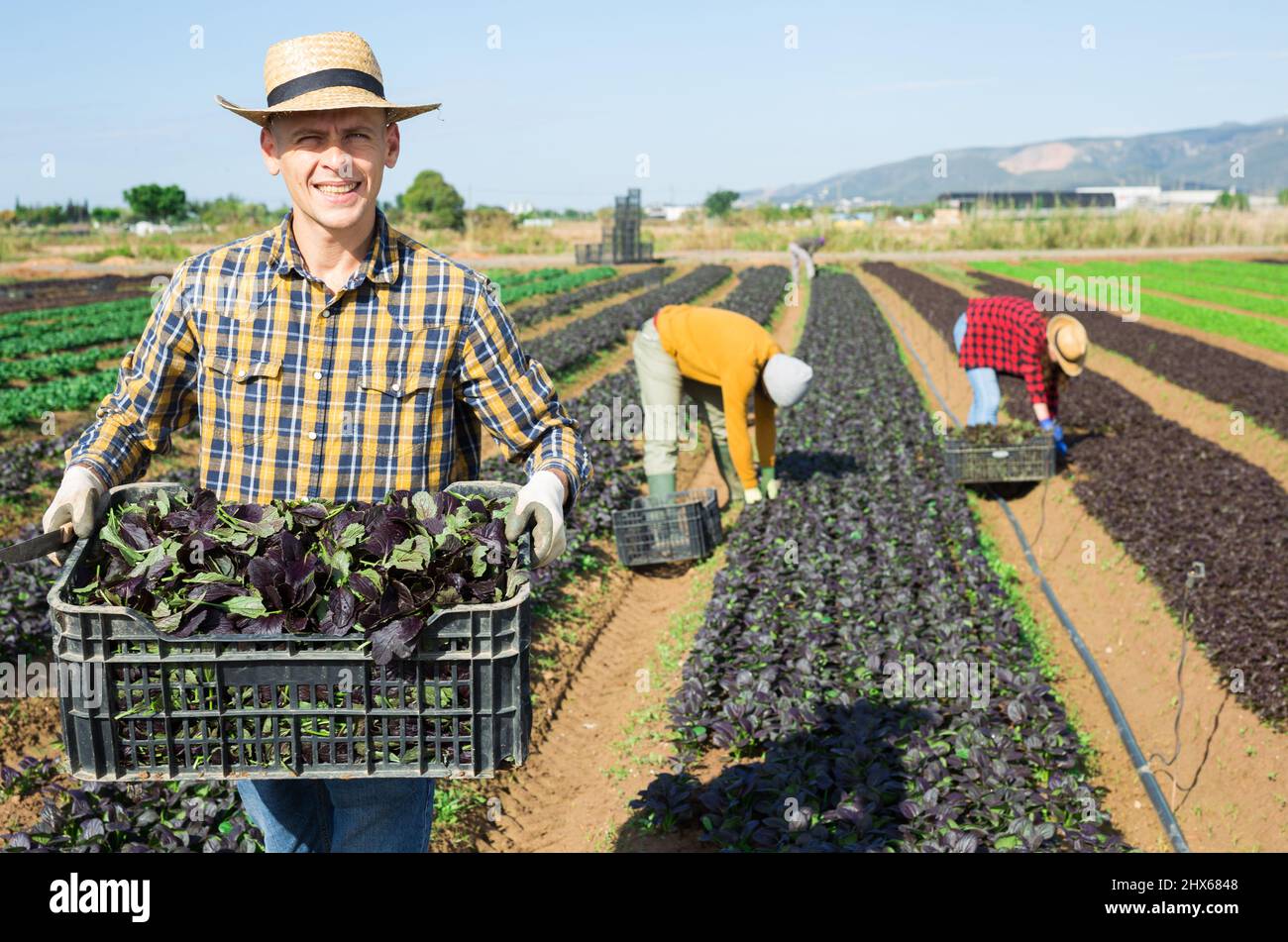 Farmer carrying box with picked red komatsuna Stock Photo - Alamy