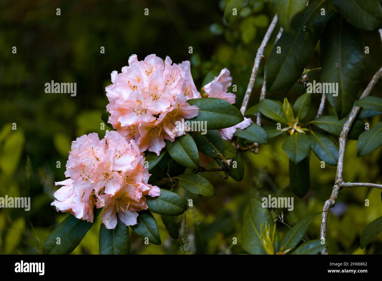 light pink rhododendron flowers in late spring Stock Photo - Alamy