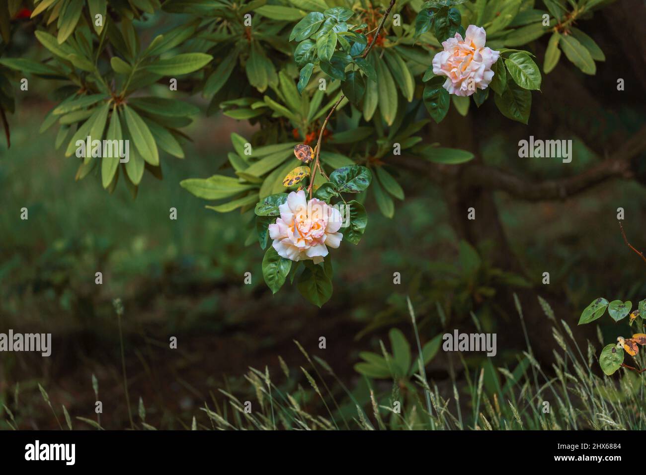 light peach colored climbing rose blooming through rhododendron Stock ...