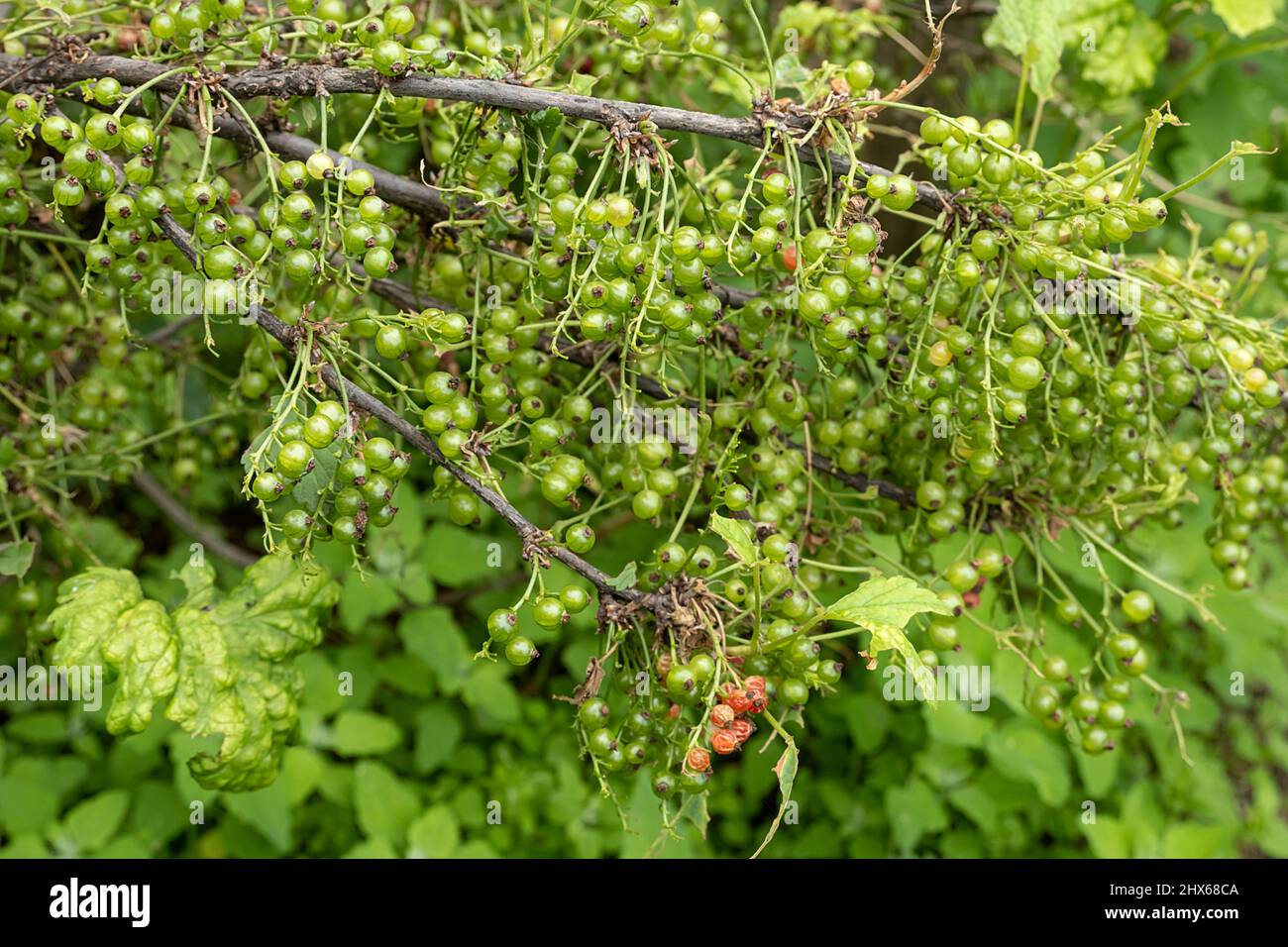 Diseases and pests of berry bushes. Gall Aphid on currants. Damaged ...