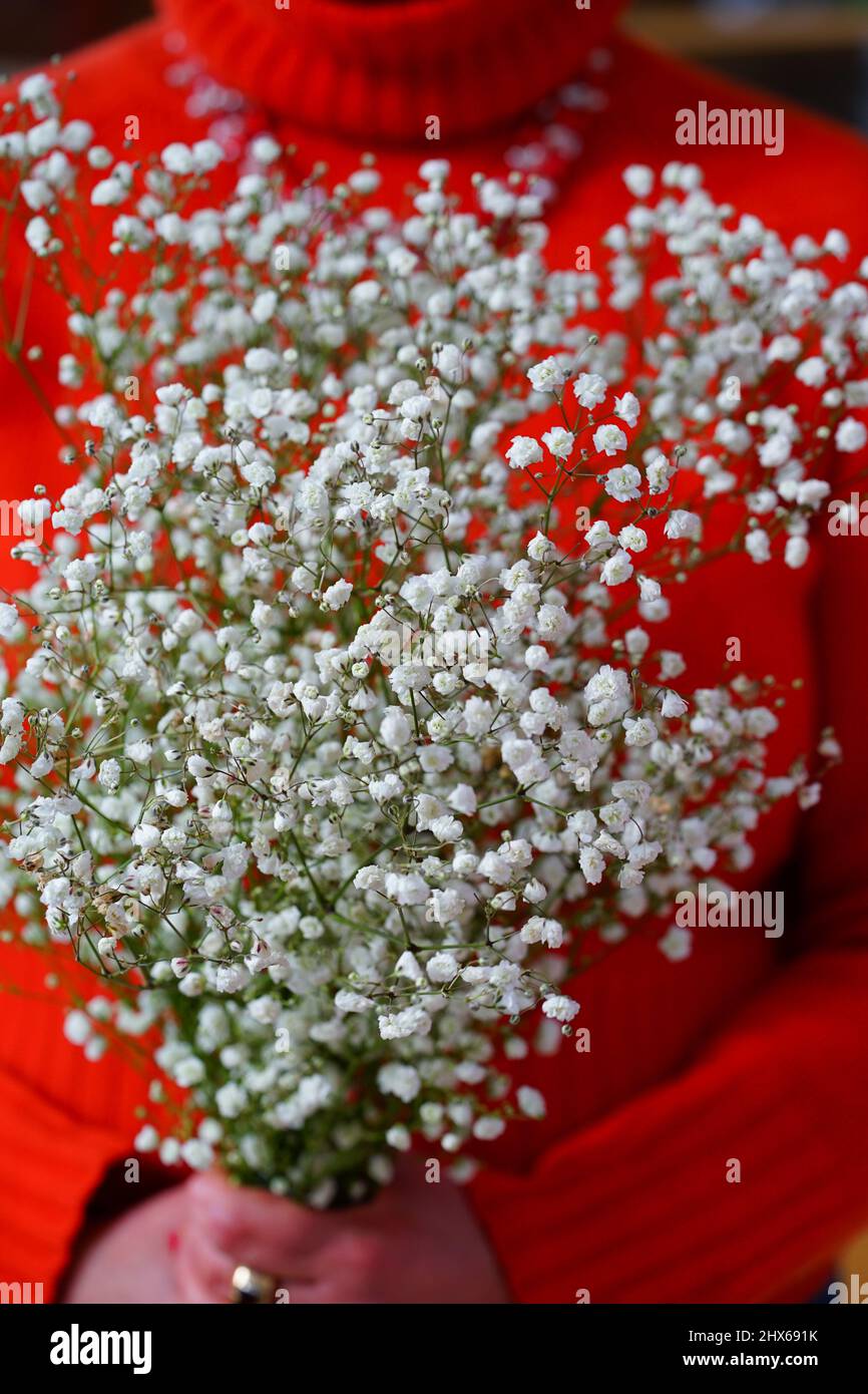 Bouquet of white Gypsophila flowers (babys breath Stock Photo - Alamy