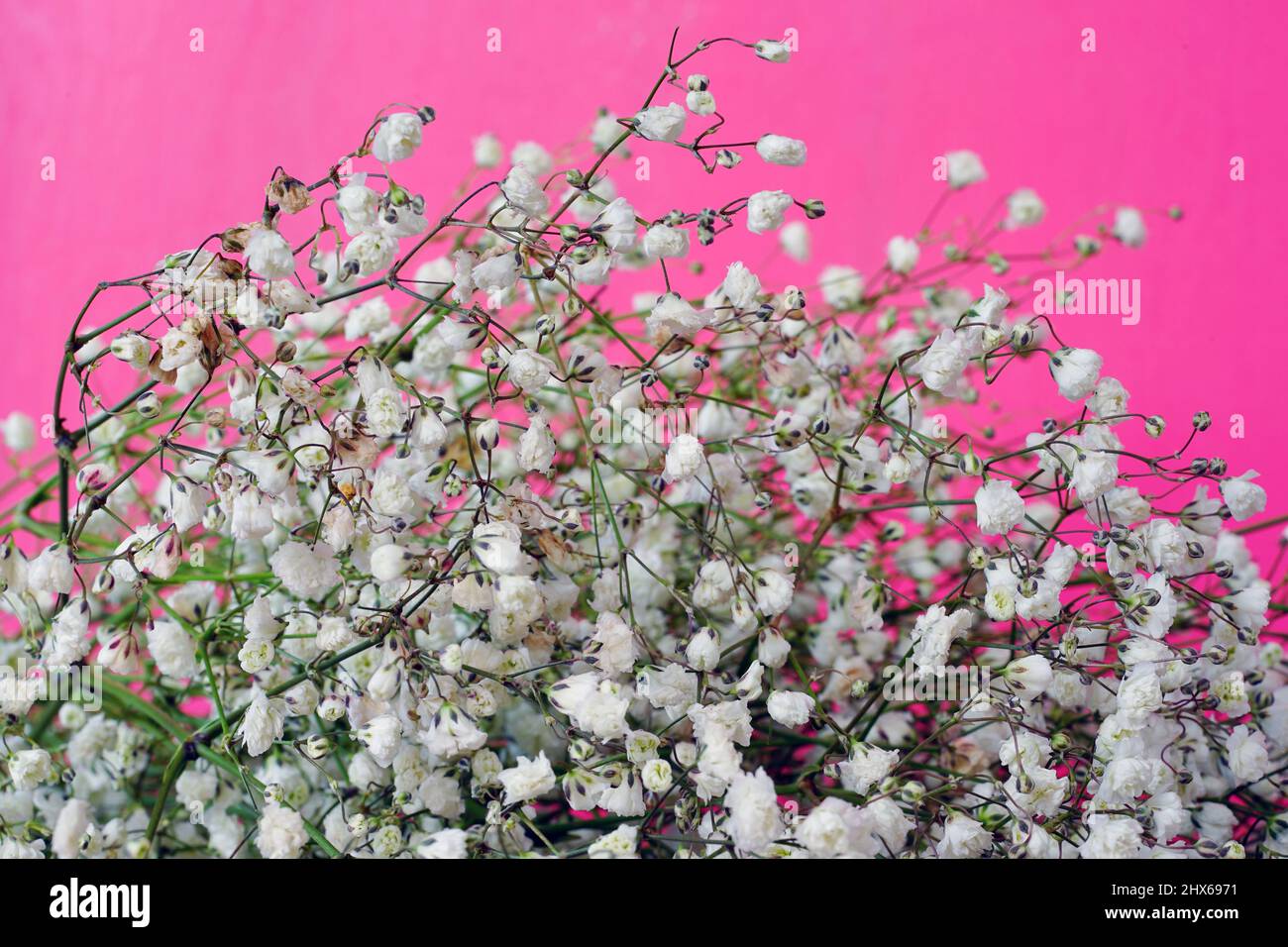 Bouquet filler gypsophila hi-res stock photography and images - Alamy