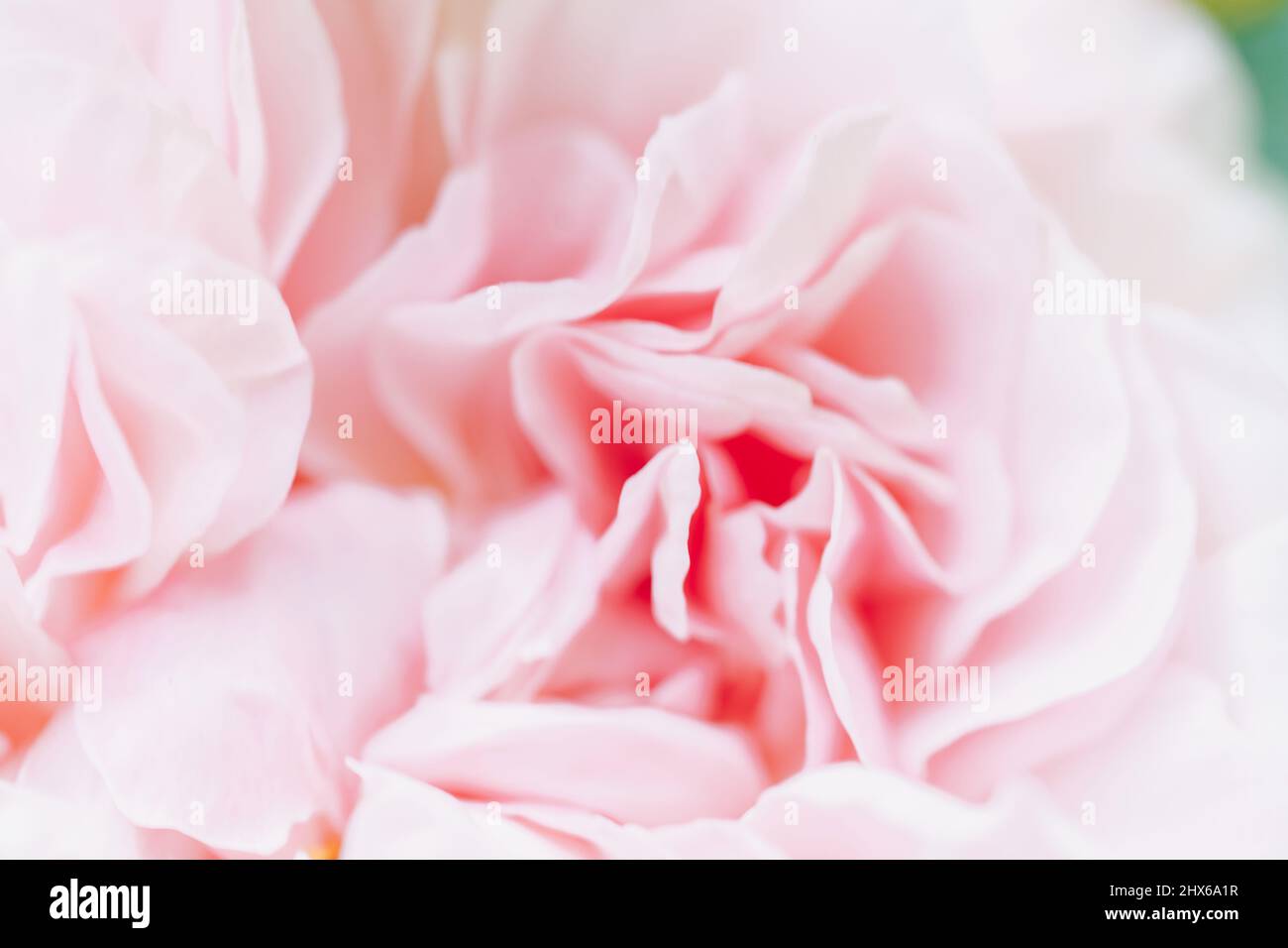 Pink blurred color roses flowers background. Abstract defocused flower ...
