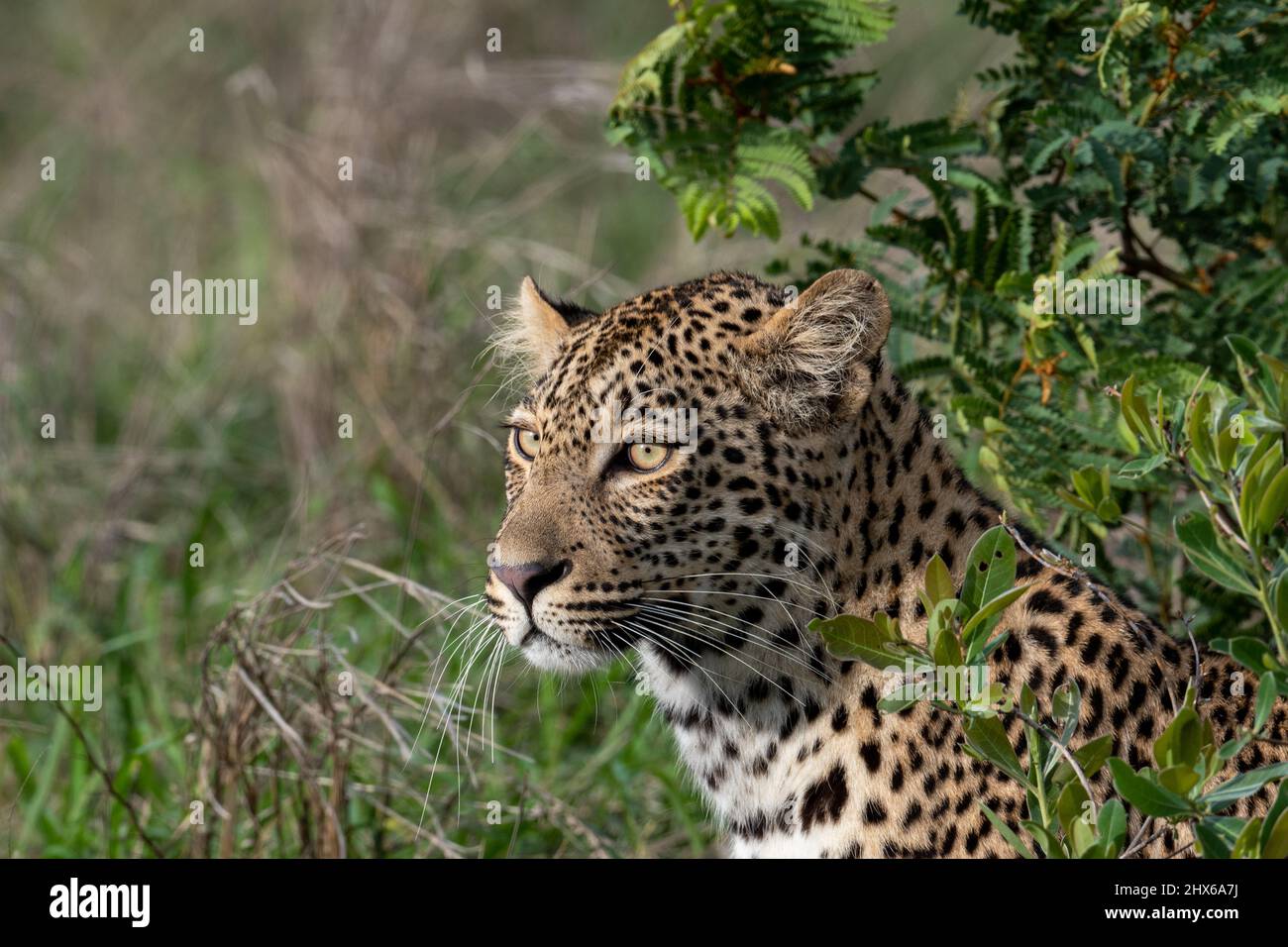 Male African leopard in the bush in South Africa Stock Photo - Alamy
