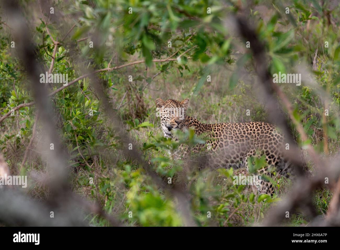 Male African leopard in the bush in South Africa Stock Photo - Alamy