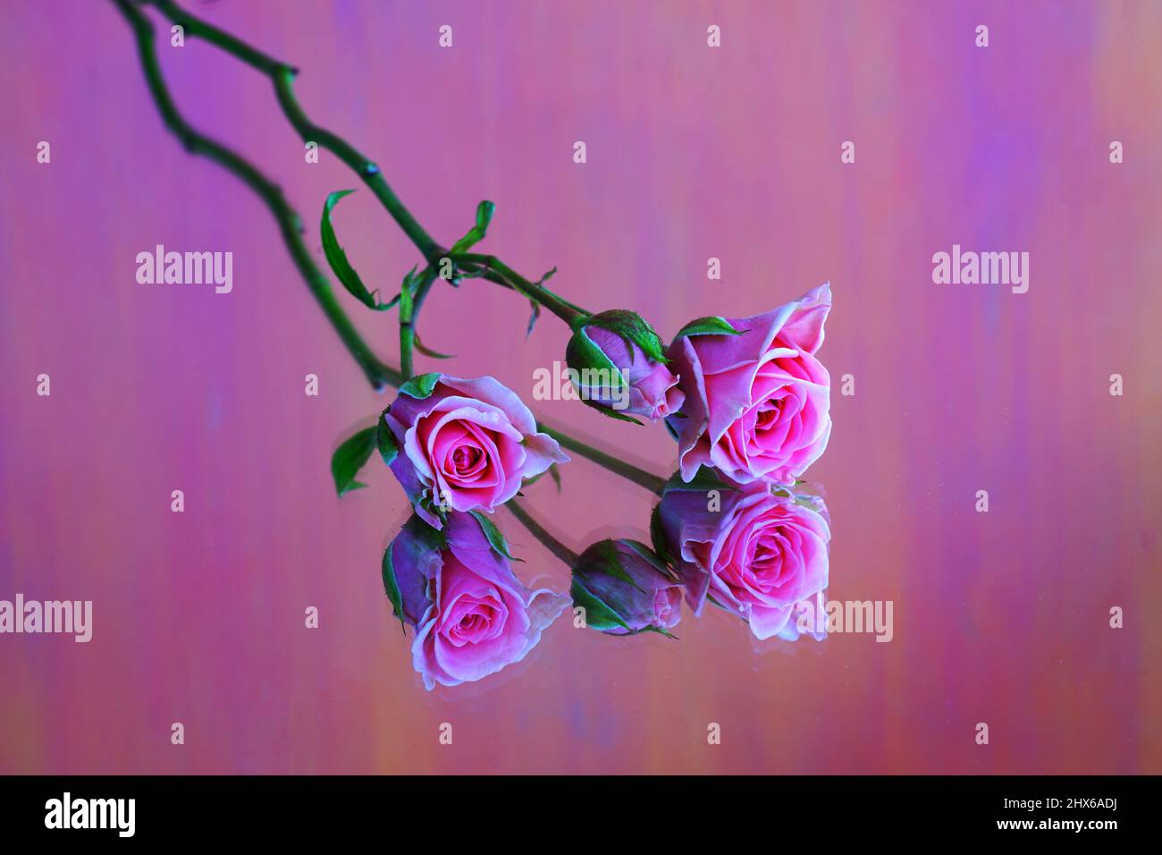 Small pink roses reflecting in a mirror Stock Photo - Alamy