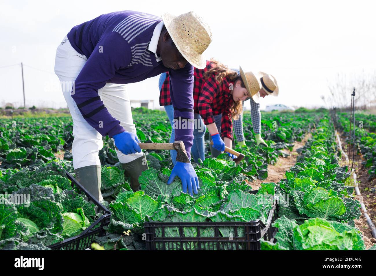 African american farmer gathering crop of savoy cabbage on field Stock ...