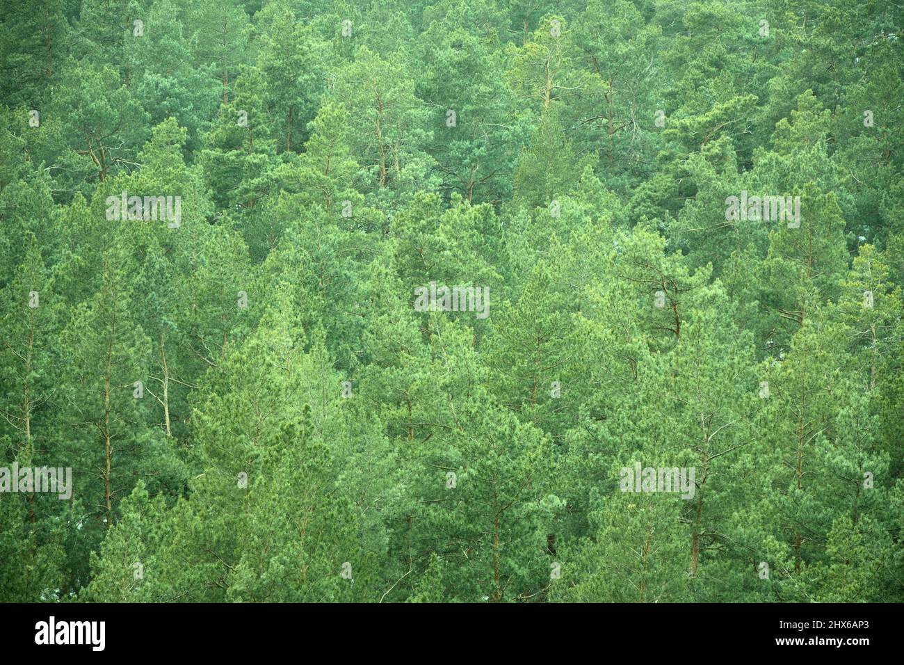 Natural background, dense and dense coniferous forest of tall pines ...