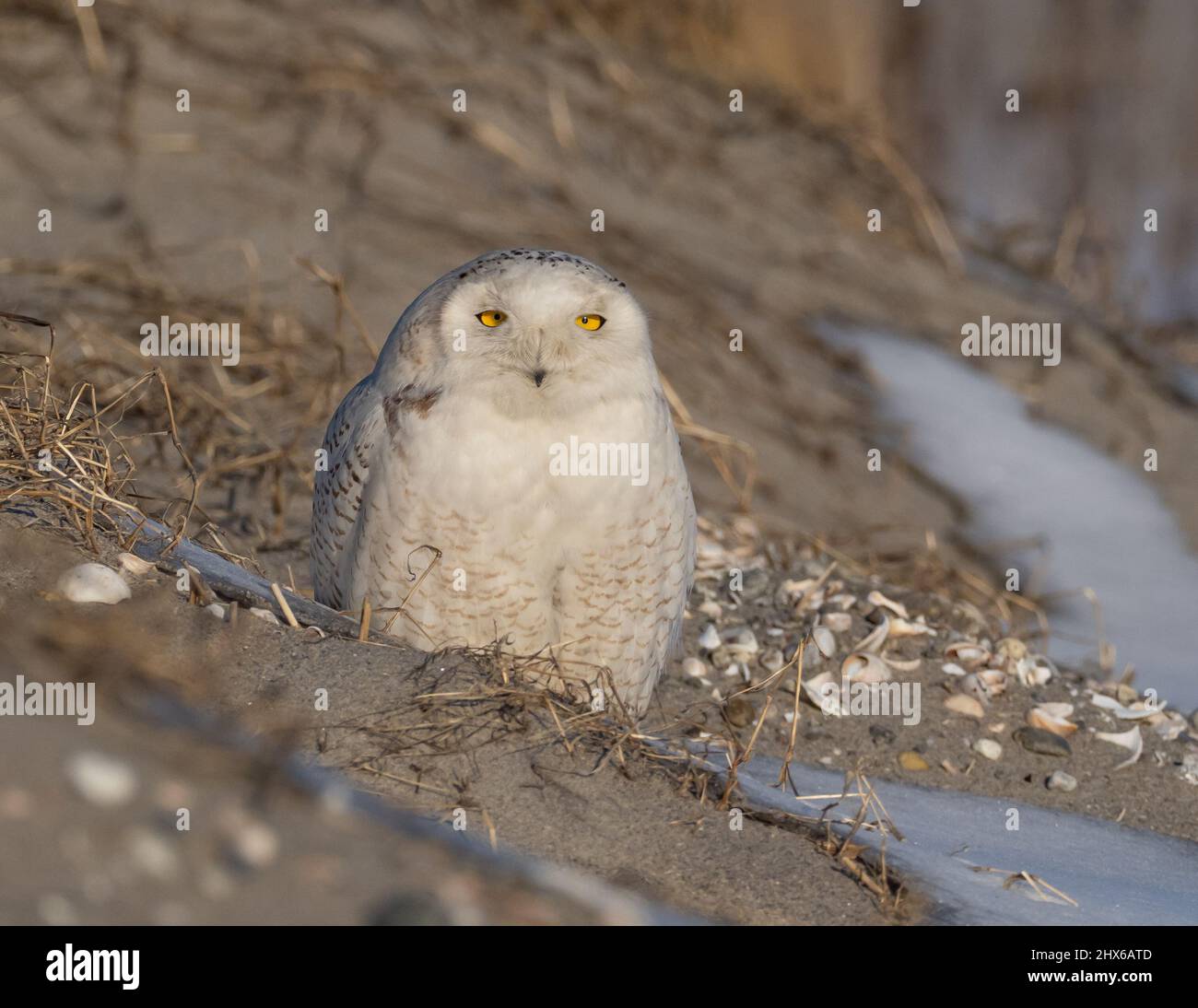 Snowy Owl perched on beach in Winter Stock Photo - Alamy