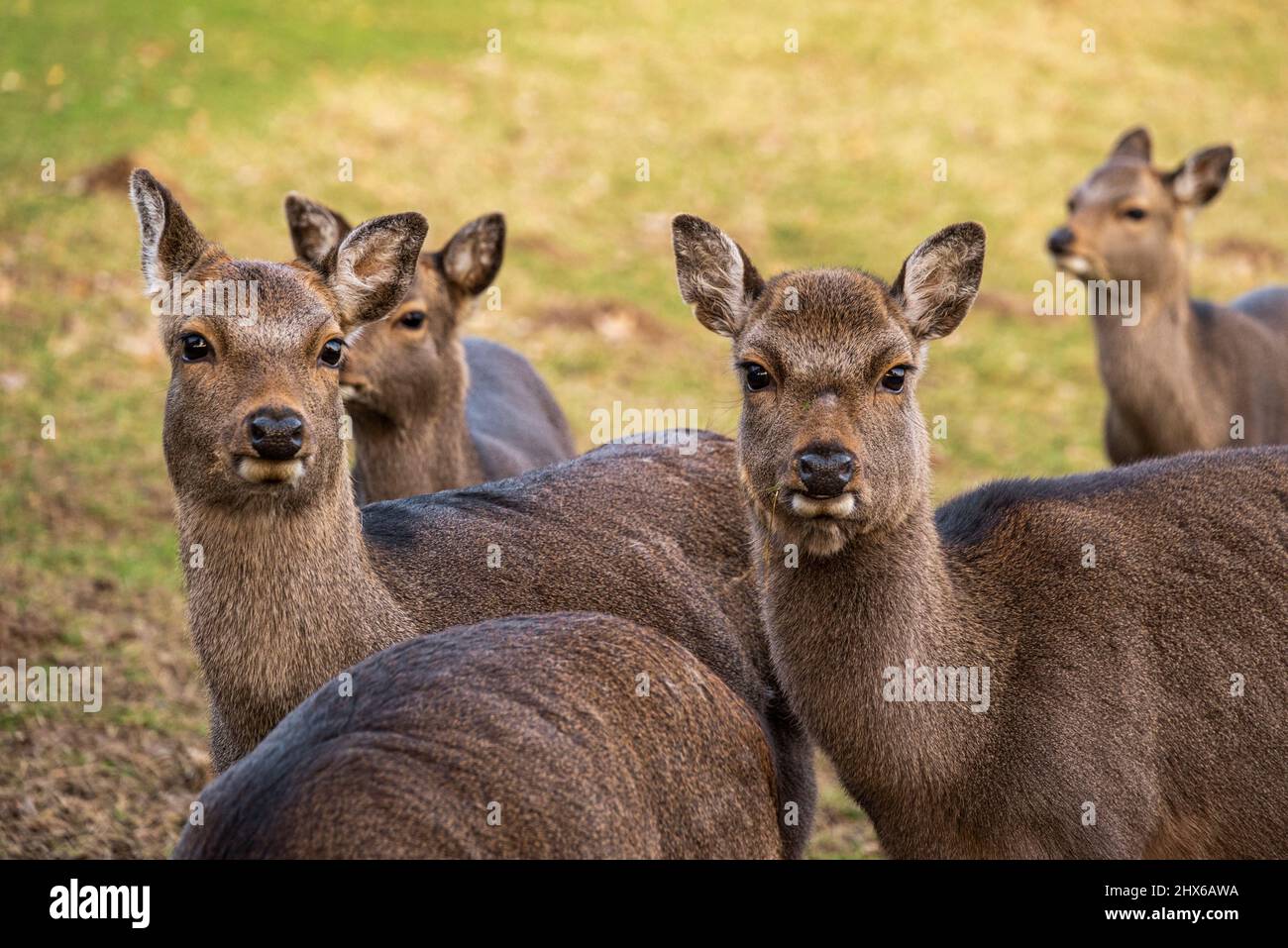 Close-up shot of a group of red deer hinds / cows (Cervus elaphus) in a ...