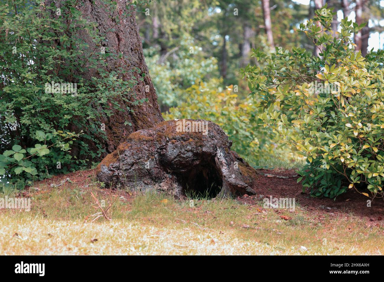 large root base with alcove at the base of a tree Stock Photo - Alamy
