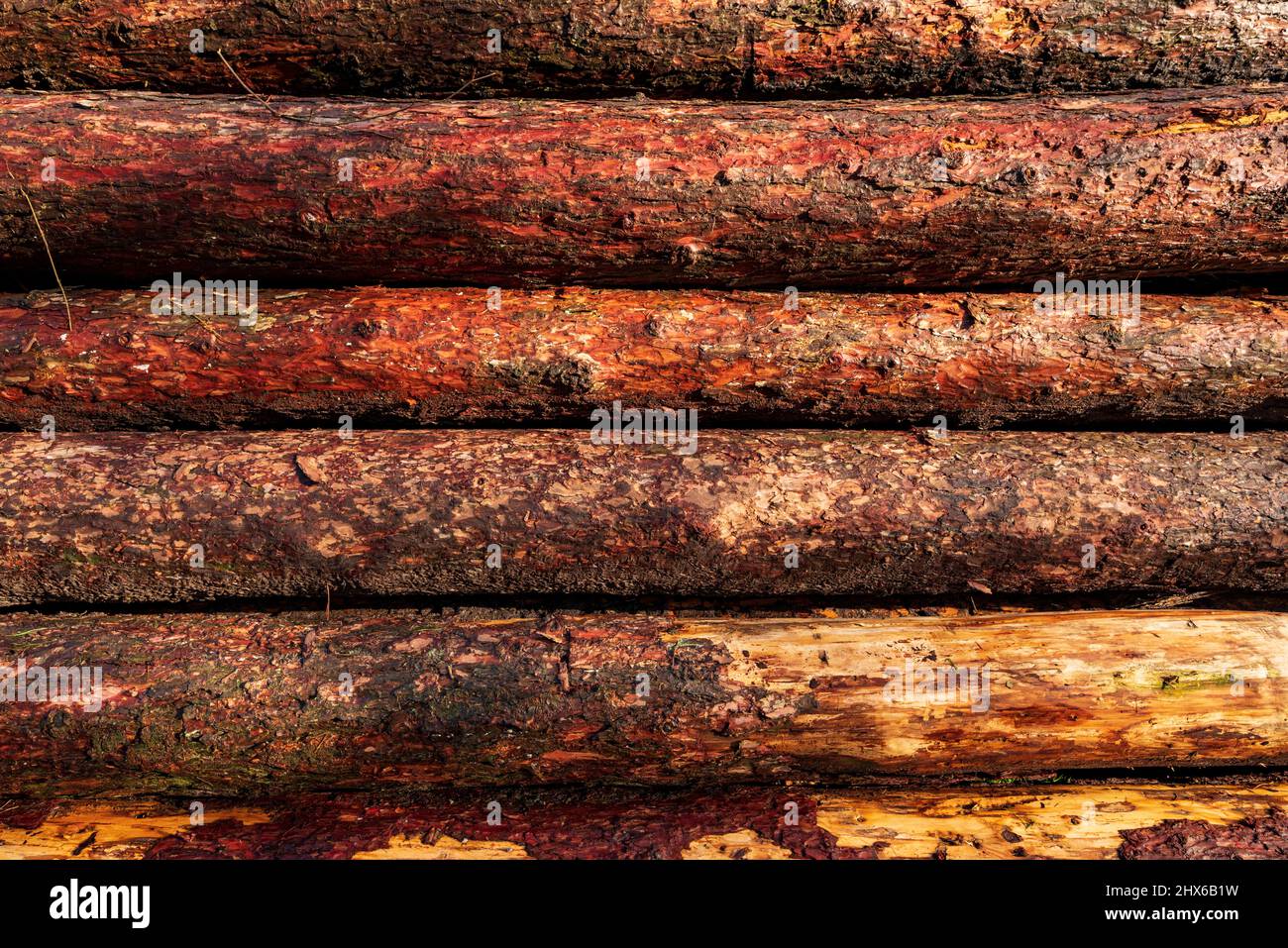 Horizontal timber log pile background texture, consisting of coniferous ...