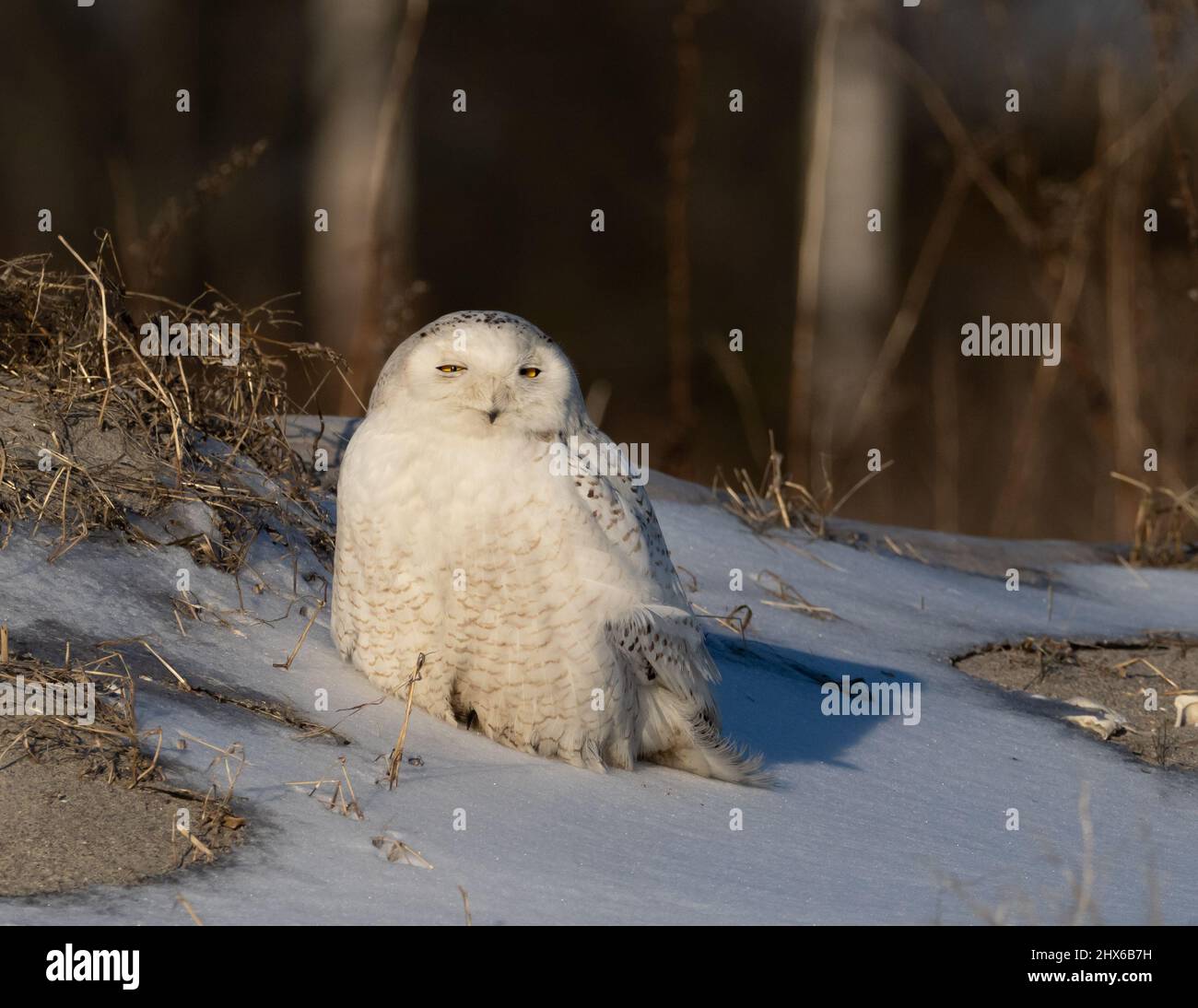 Owl on beach hi-res stock photography and images - Alamy