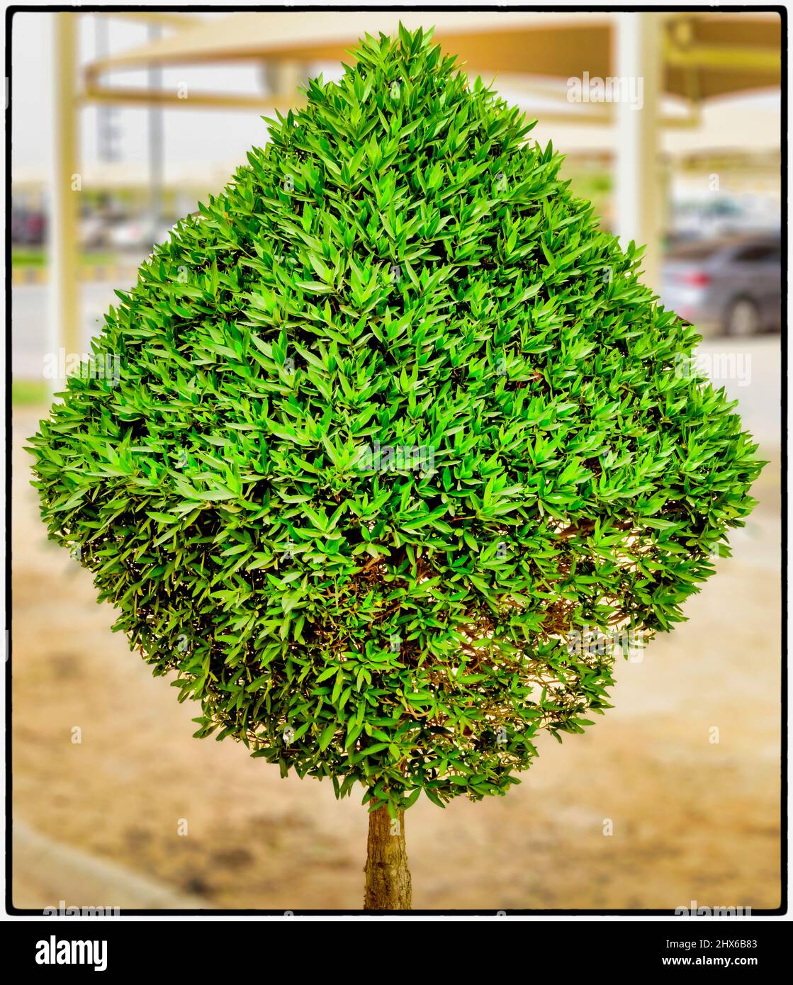 Topiary tree frames hi-res stock photography and images - Alamy